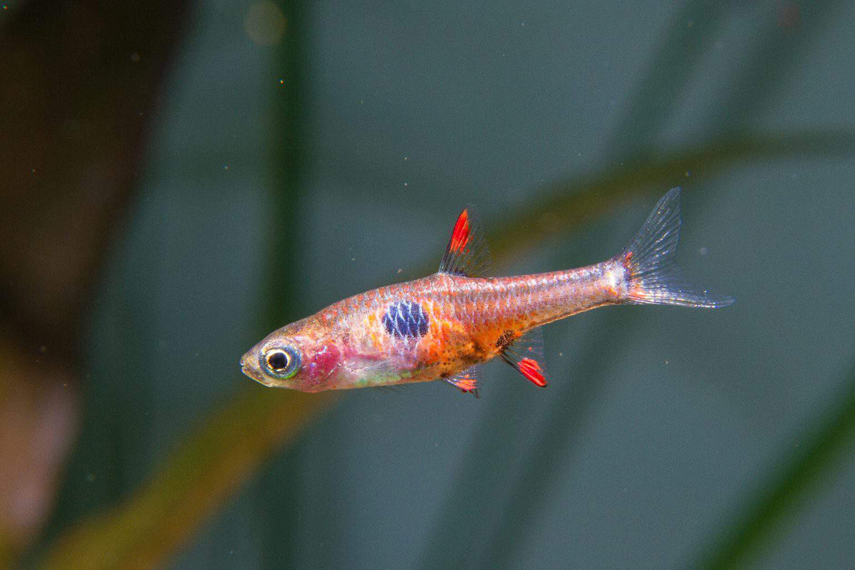 Boraras Naevus ( strawberry rasbora ) – Simply Aquatics