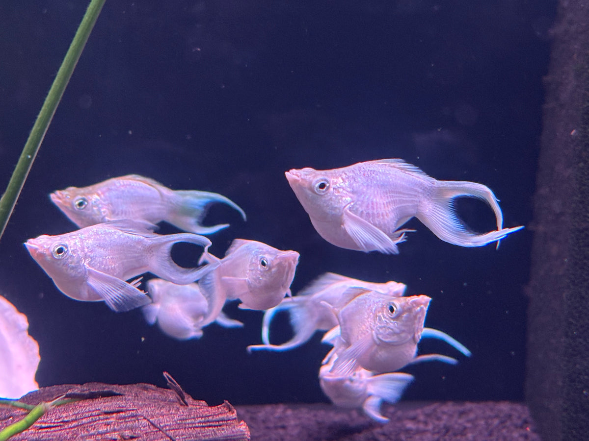 Balloon Platinum Molly – Simply Aquatics