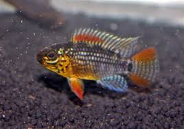 Apistogramma Vielfleck wild ( sold in pairs ) – Simply Aquatics