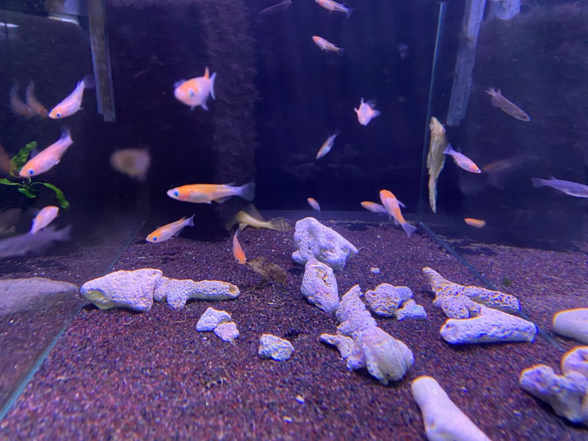 Red & White Medaka ricefish – Simply Aquatics