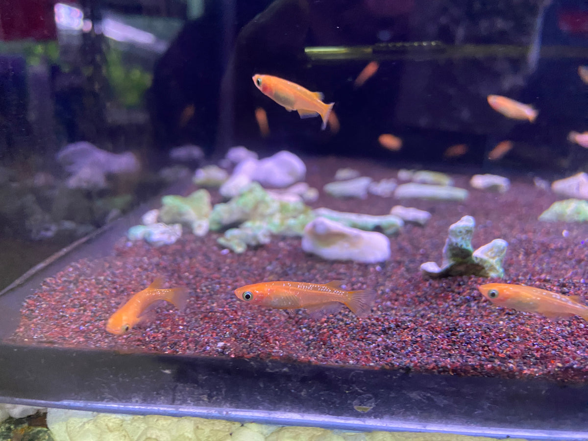 Red Stardust Medaka ricefish – Simply Aquatics