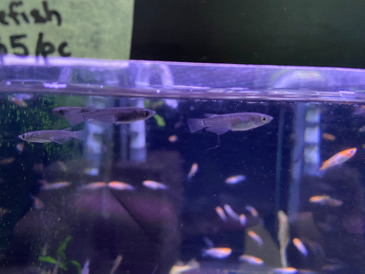 Black Medaka ricefish – Simply Aquatics