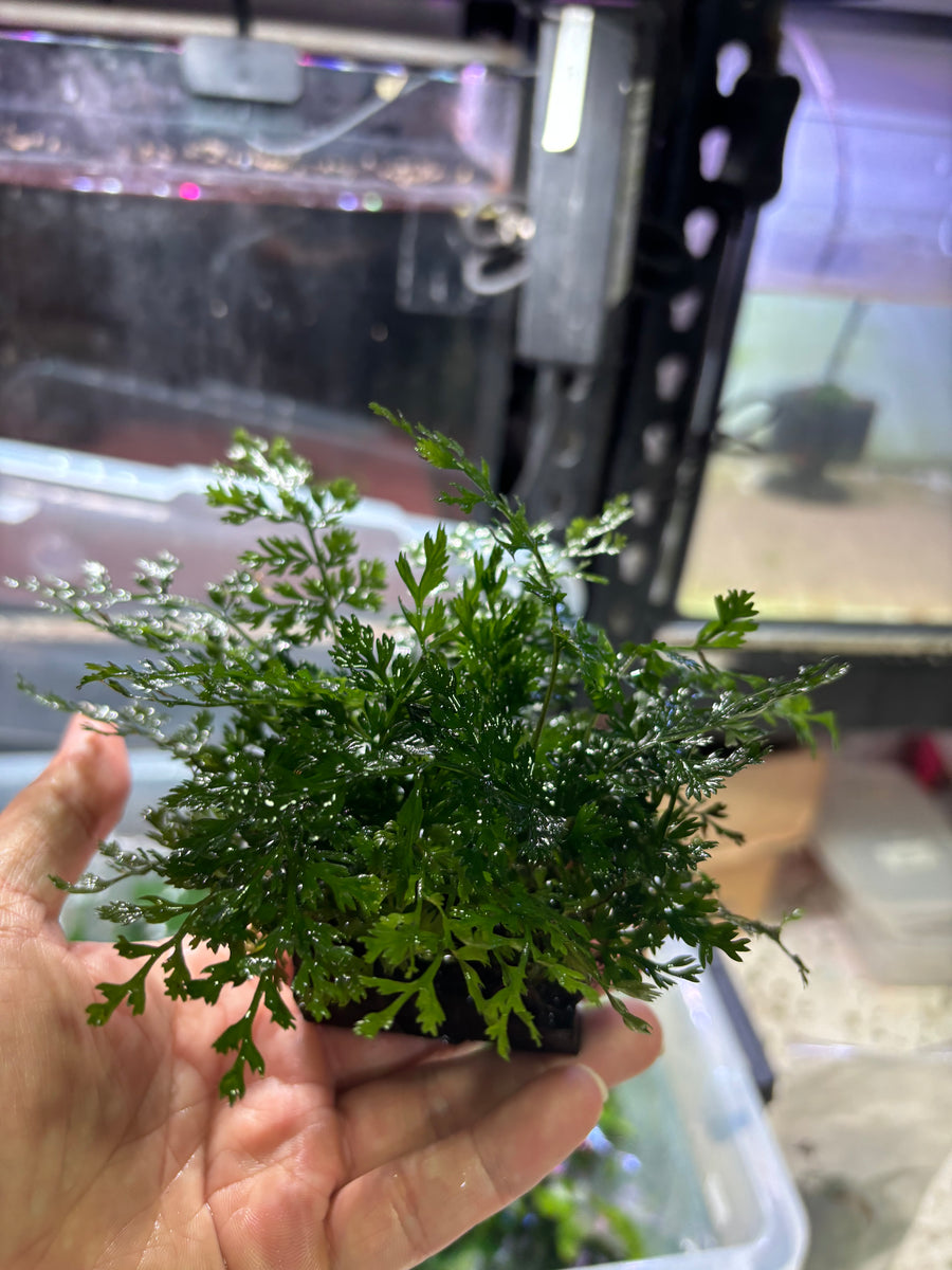 Mini Bolbitis on wood – Simply Aquatics