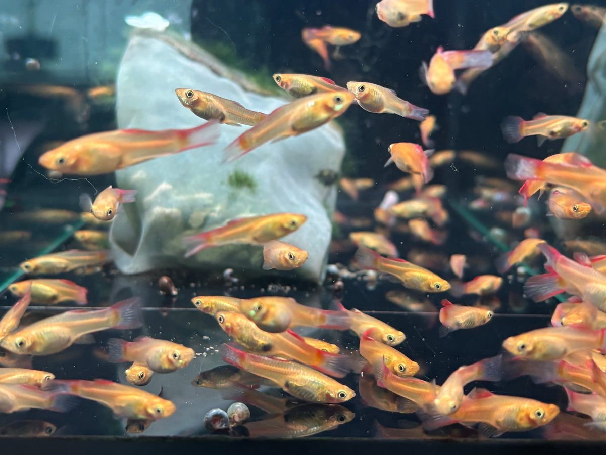 Japan Blue Endler – Simply Aquatics