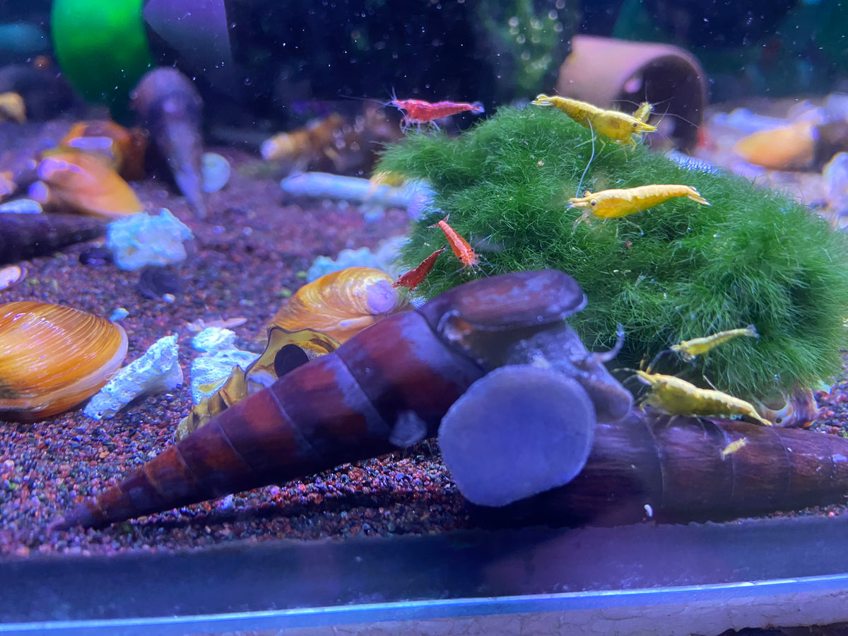 Blue rabbit snail – Simply Aquatics