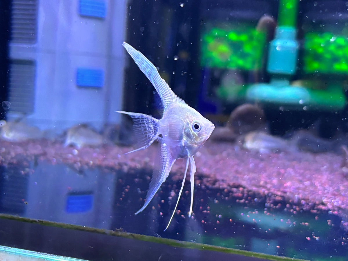Platinum Angelfish Long Fin 1-1.5inch – Simply Aquatics