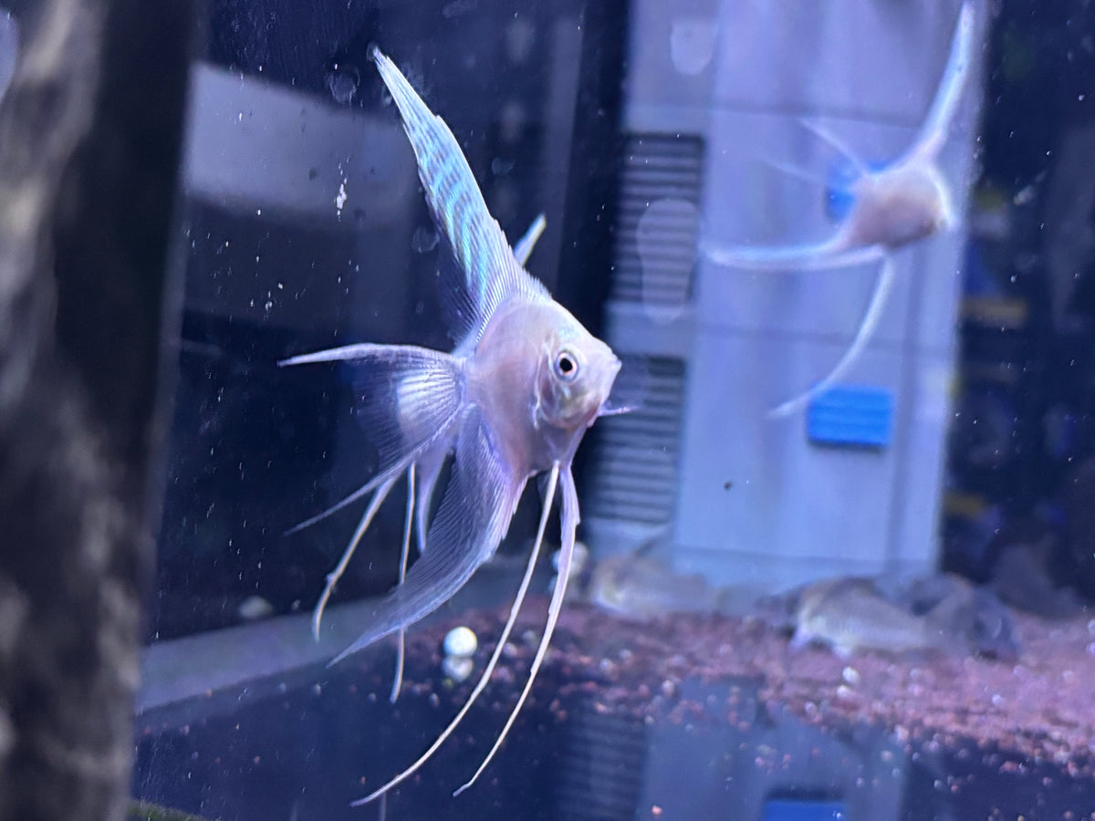 Platinum Angelfish Long Fin 1-1.5inch – Simply Aquatics