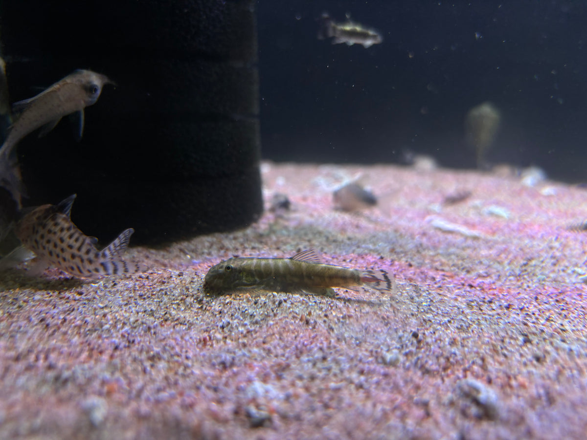 Red Tail Borneo Sucker – Simply Aquatics