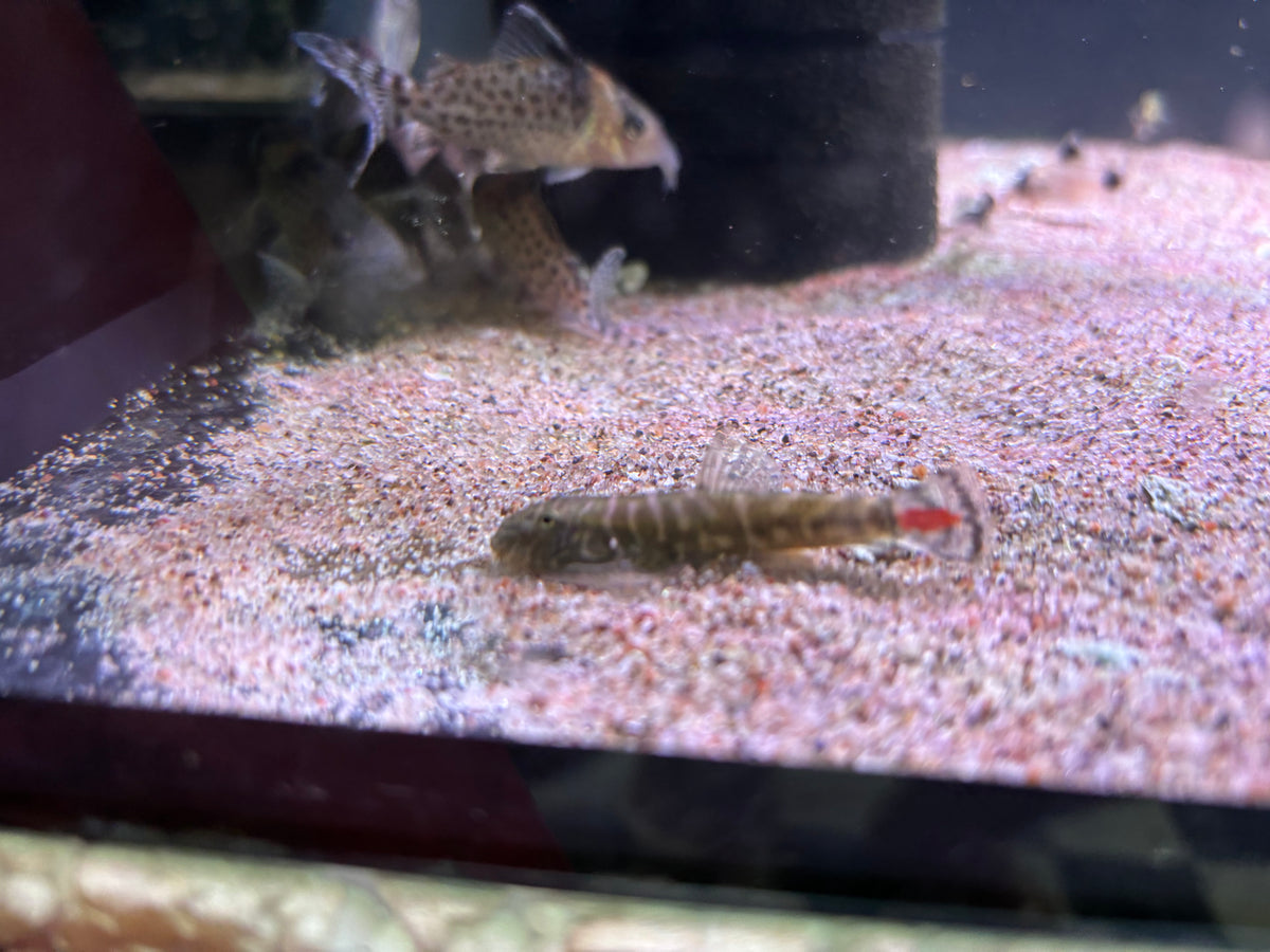 Red Tail Borneo Sucker – Simply Aquatics
