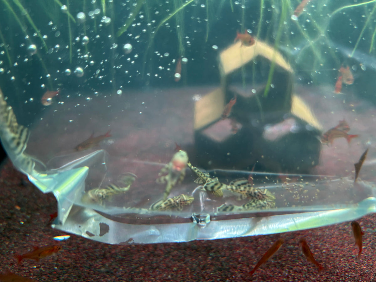 ranger pleco – Simply Aquatics