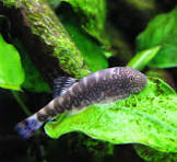 Gastromyzon Ocellatus ( blue fin borneo sucker ) – Simply Aquatics