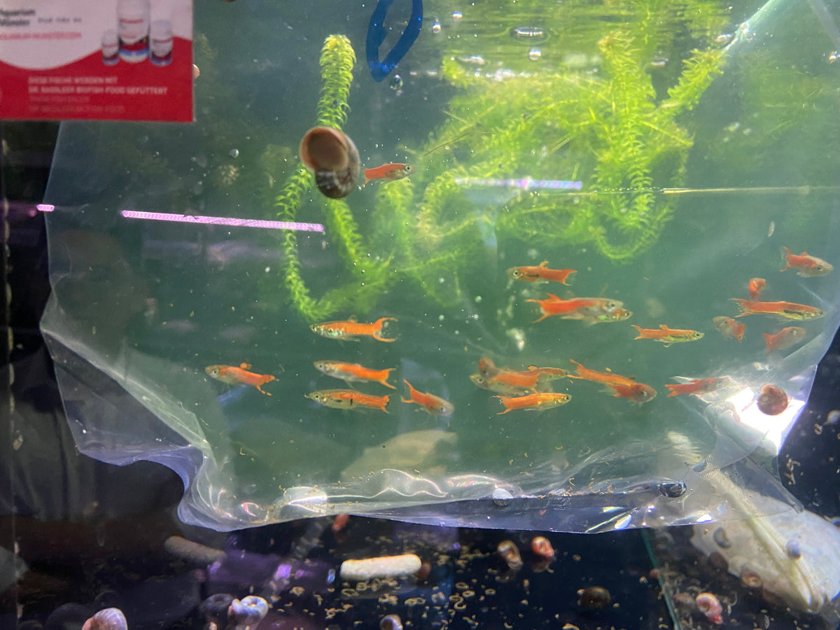 red neon endler – Simply Aquatics