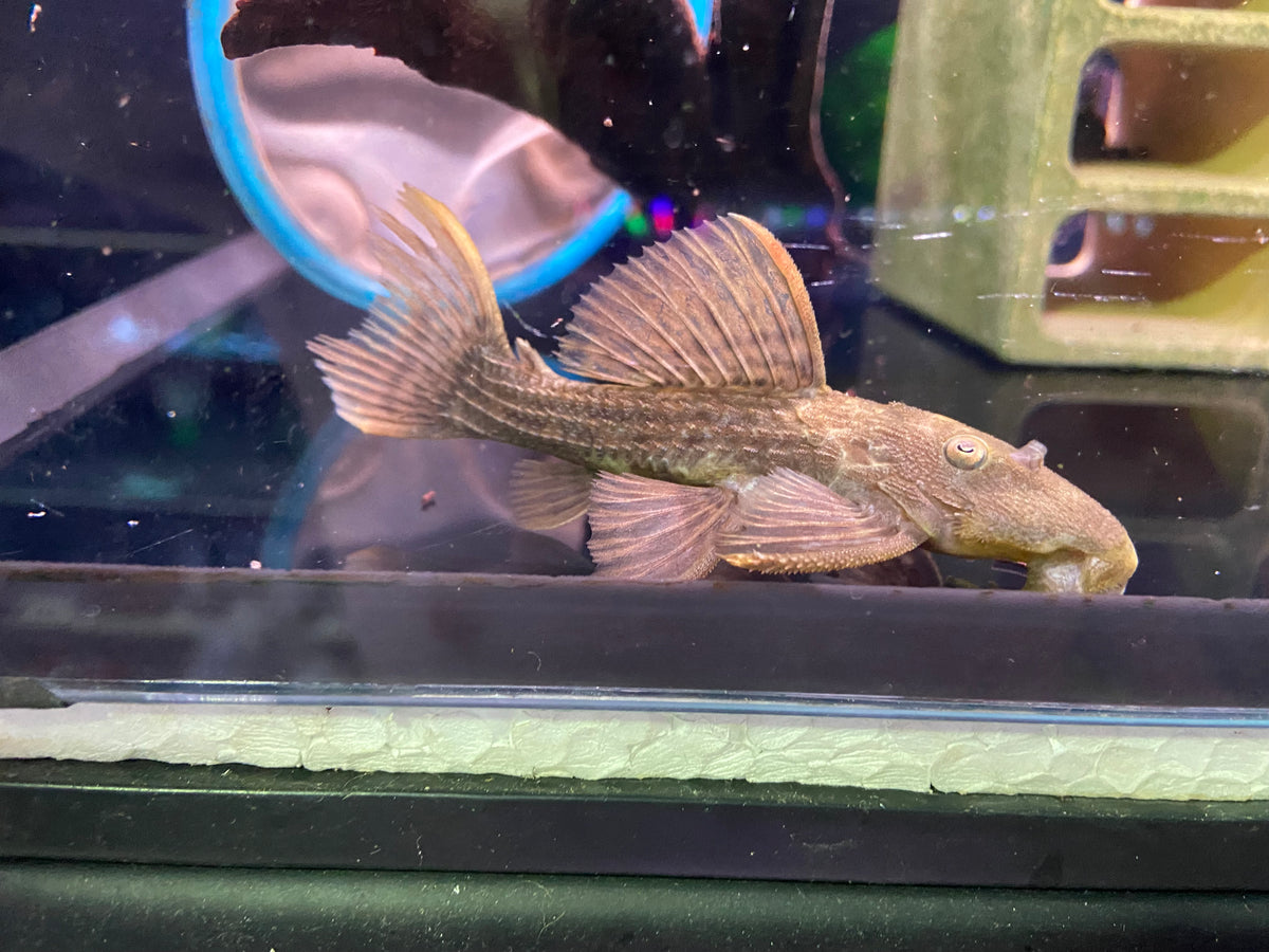 L24 Red Fin Cactus Pleco ( 3 inch ) – Simply Aquatics