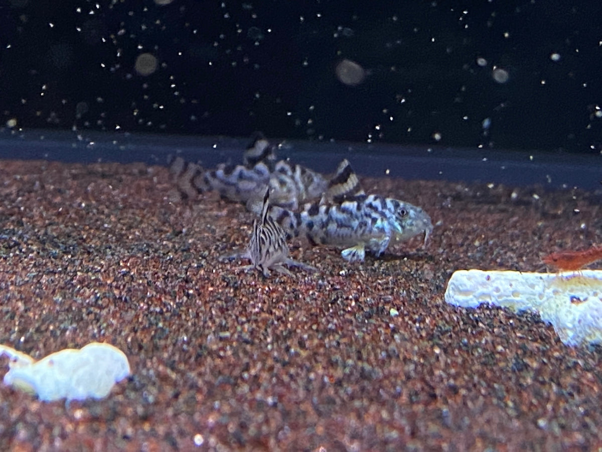 cw111 zebrina / vulcan corydoras ( 3cm ) – Simply Aquatics