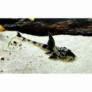 Loricaria simillima ( Marbled Whiptail ) – Simply Aquatics