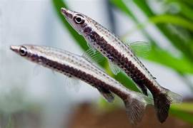 Nannostomus Eques Pencil fish ( rocket pencil ) – Simply Aquatics