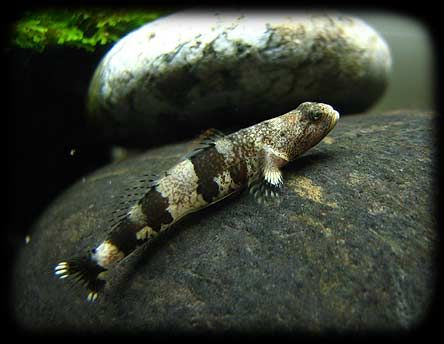 Dragon Micro-Tiger Goby – Simply Aquatics