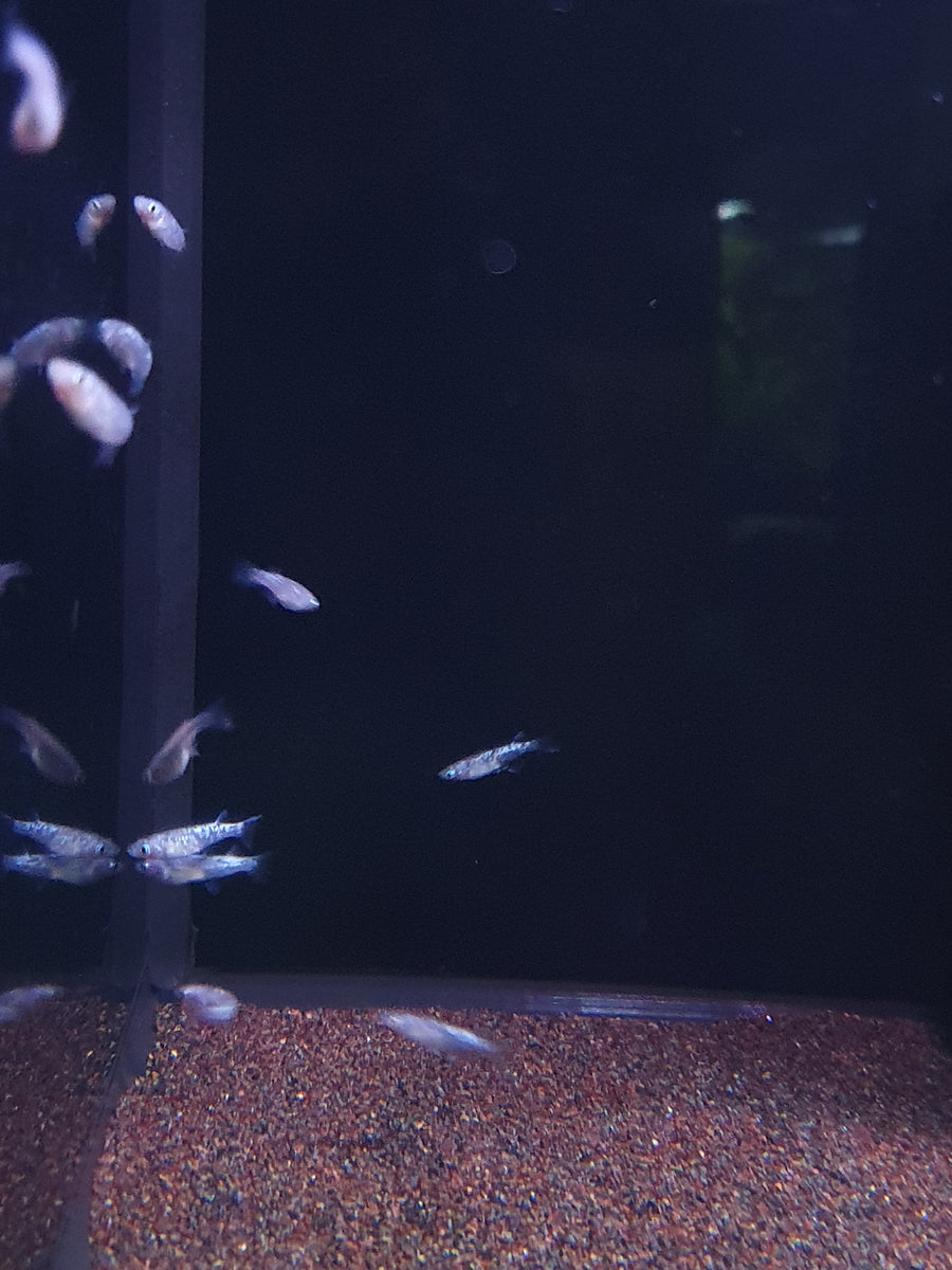 Blue Diamond Medaka Rice fish – Simply Aquatics