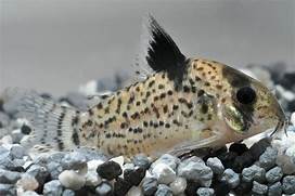 Corydoras Punctatus – Simply Aquatics