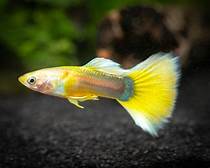 german yellow guppy pair – Simply Aquatics