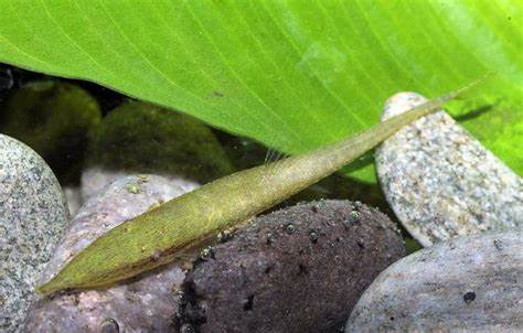 acestridium dichromum green ( green whiptail ) – Simply Aquatics