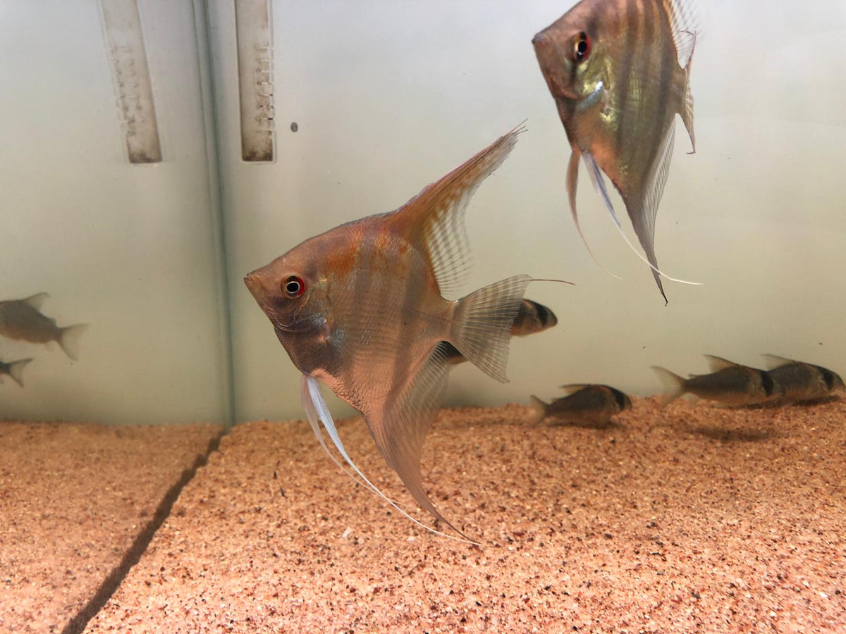 Red back mana cross Santa Isabel angelfish – Simply Aquatics