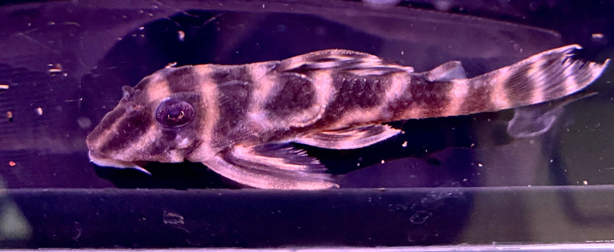 L199 Pleco Hypancistrus furunculus – Simply Aquatics