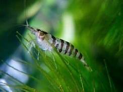 Indian Zebra Shrimp – Simply Aquatics