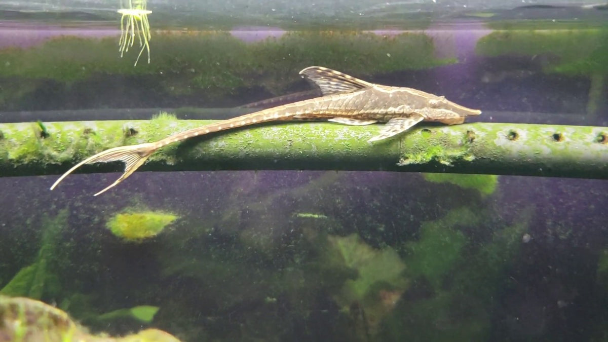 Banded Whiptail Catfish