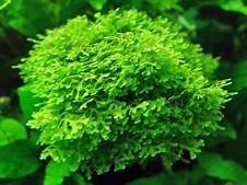 mini pelia on mesh ( 5x5cm ) – Simply Aquatics