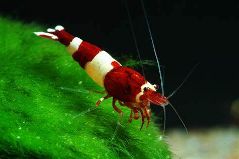 Red King Kong Shrimp – Simply Aquatics