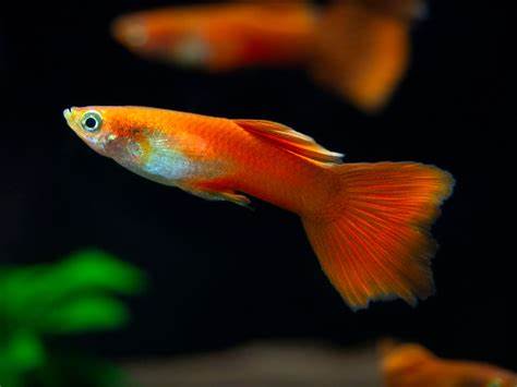 red moscow guppy male – Simply Aquatics