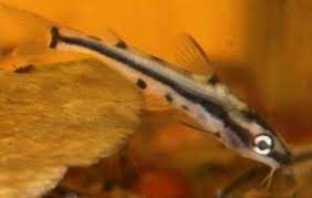Hyalobagrus Flavus ( shadow catfish ) – Simply Aquatics