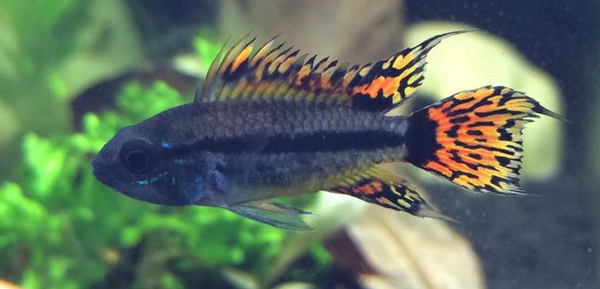 Apistogramma Cacatuoides Triple Red (Pair) – Simply Aquatics